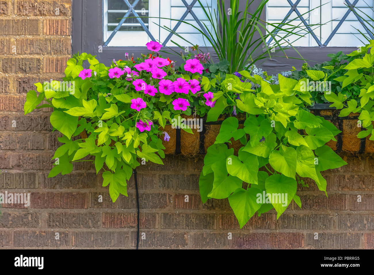 Close up of flowers outside window of cottage Stock Photo - Alamy
