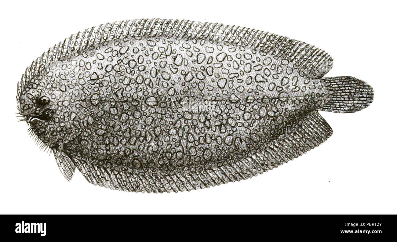 Achirus pavoninus Mintern 93 Stock Photo - Alamy