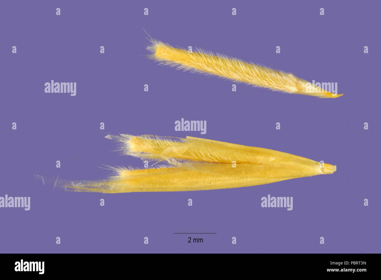 Little ars hi-res stock photography and images - Alamy