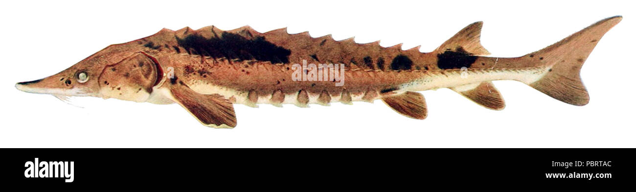 Acipenser fulvescens hi-res stock photography and images - Alamy