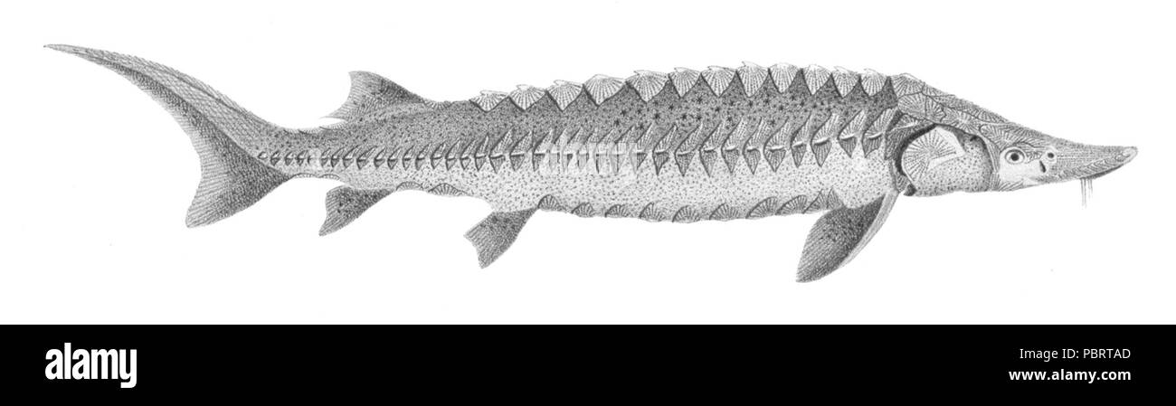 Acipenser Fulvescens High Resolution Stock Photography and Images - Alamy