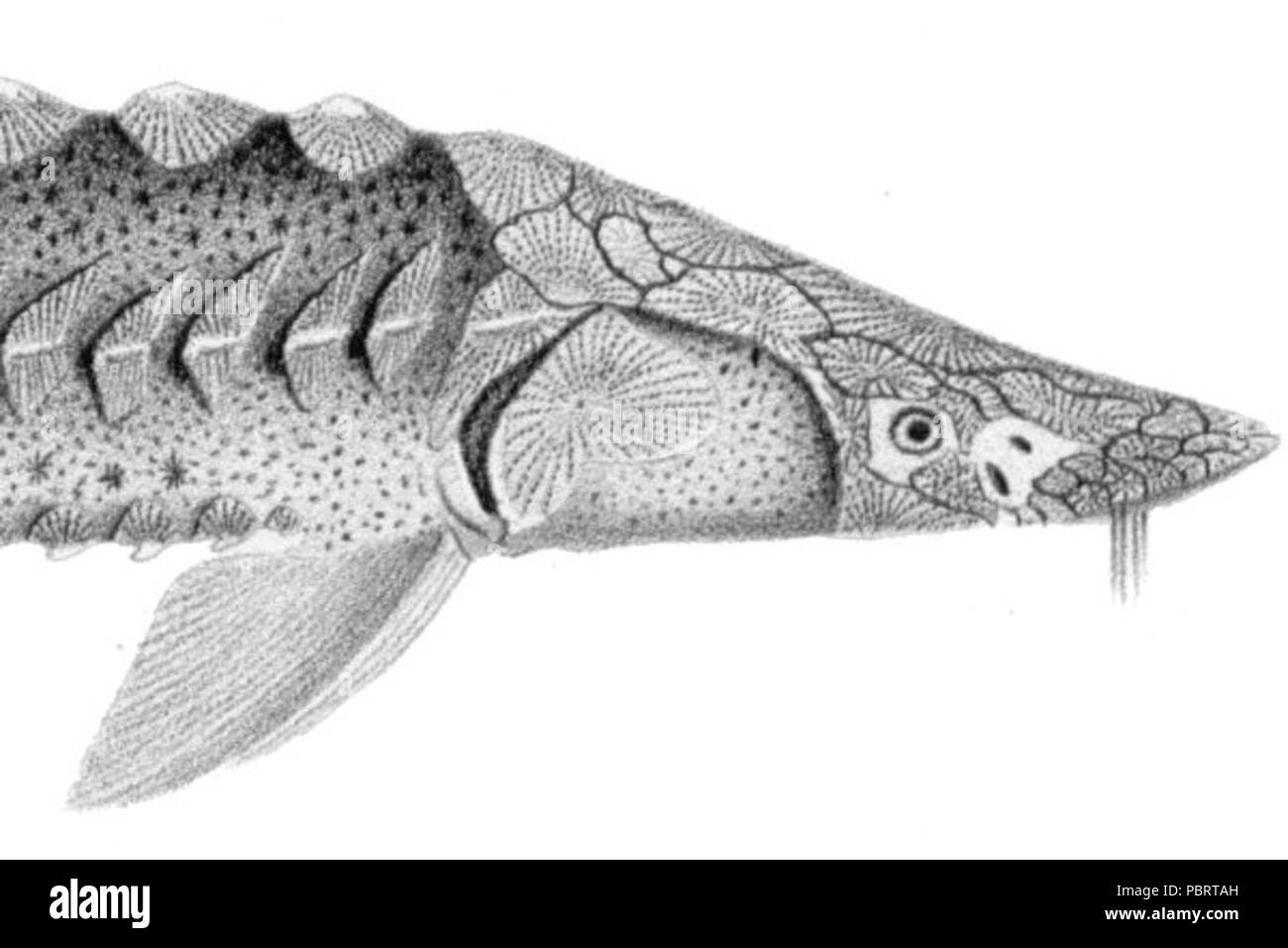 Acipenser medirostris hi-res stock photography and images - Alamy
