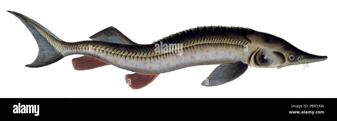 Acipenser Cut Out Stock Images & Pictures - Alamy