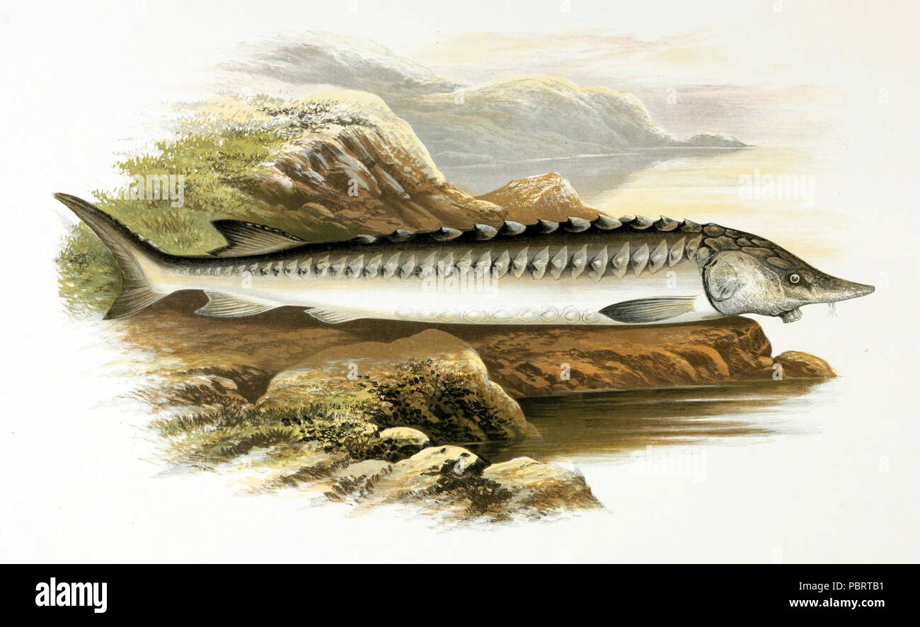 Acipenser sturio 1879 Stock Photo - Alamy