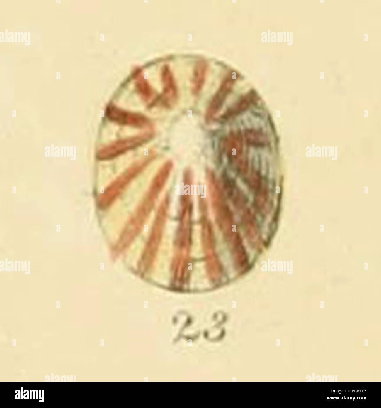 Sowerby collection hi-res stock photography and images - Alamy