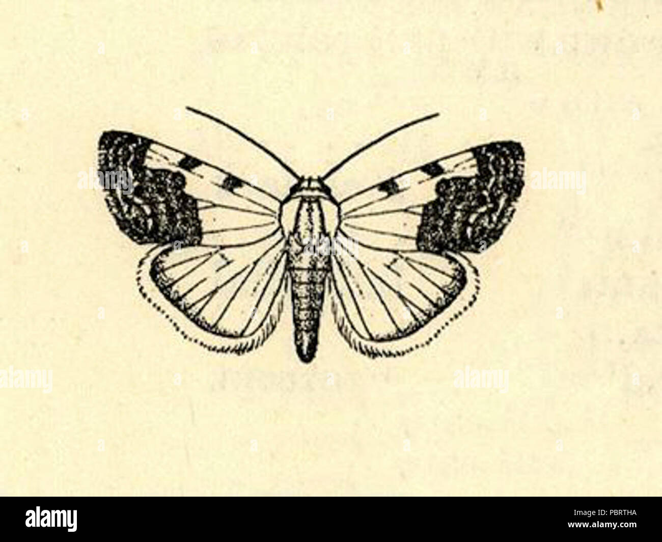 Acontia hi-res stock photography and images - Alamy