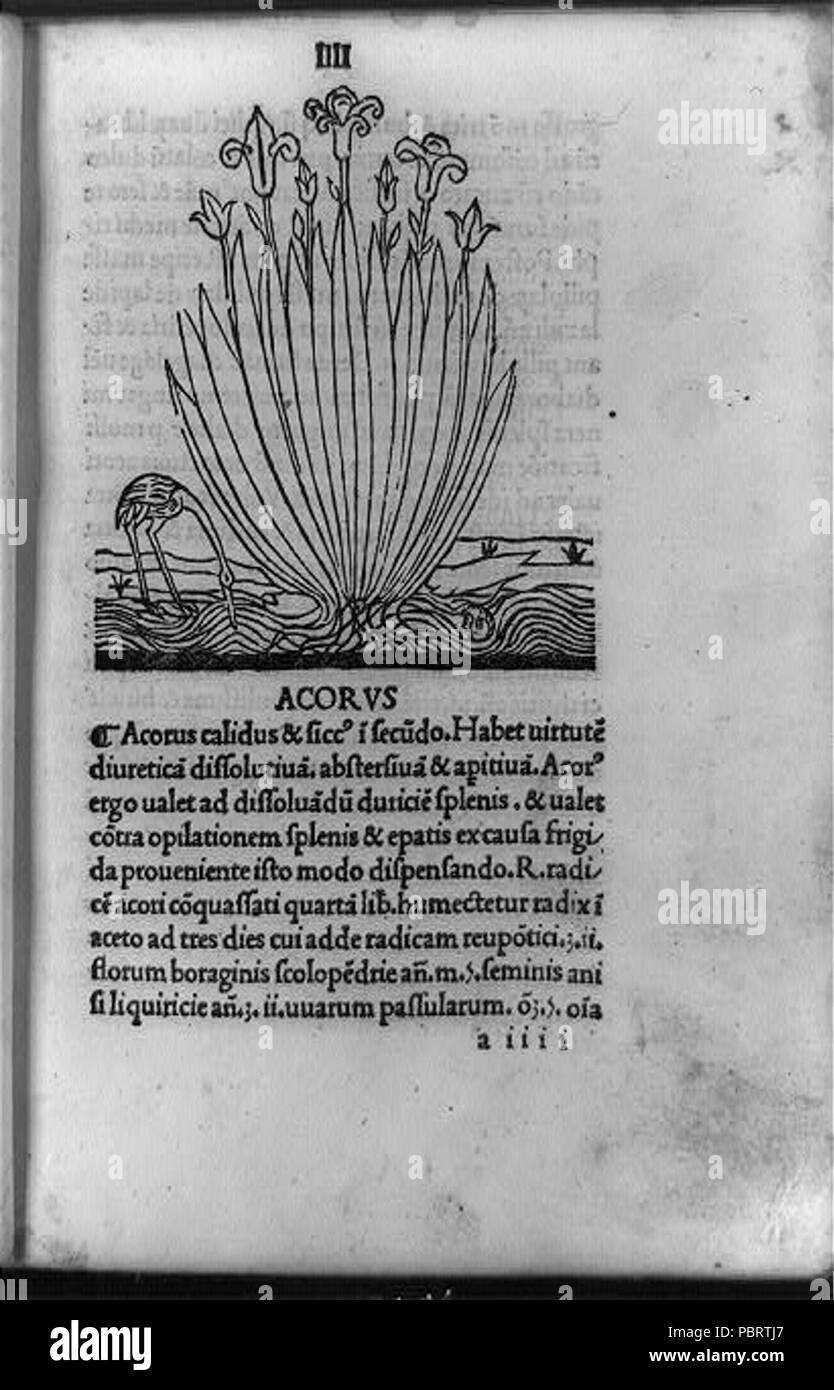 Acorus calamus Black and White Stock Photos & Images - Alamy