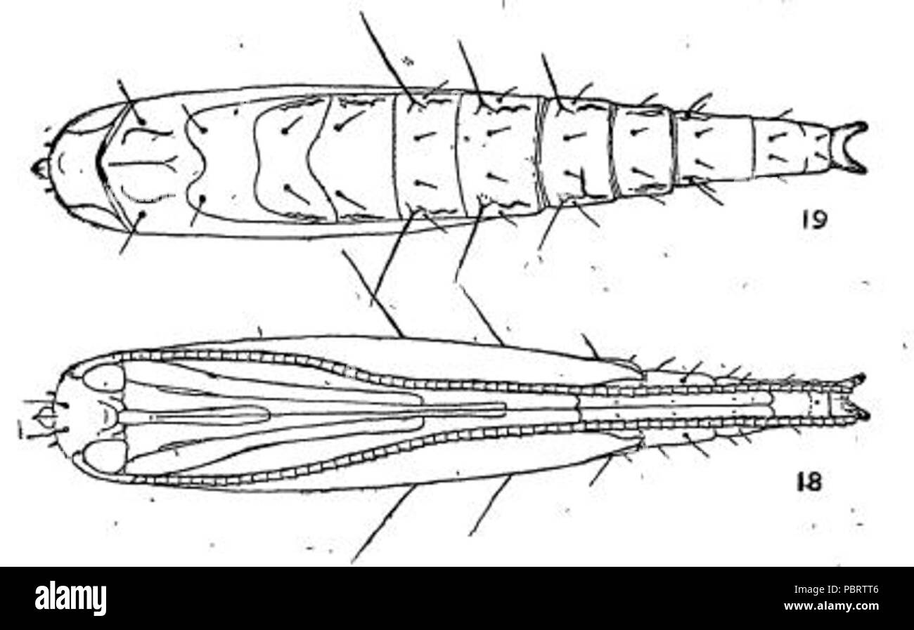 Pupa Black and White Stock Photos & Images - Alamy