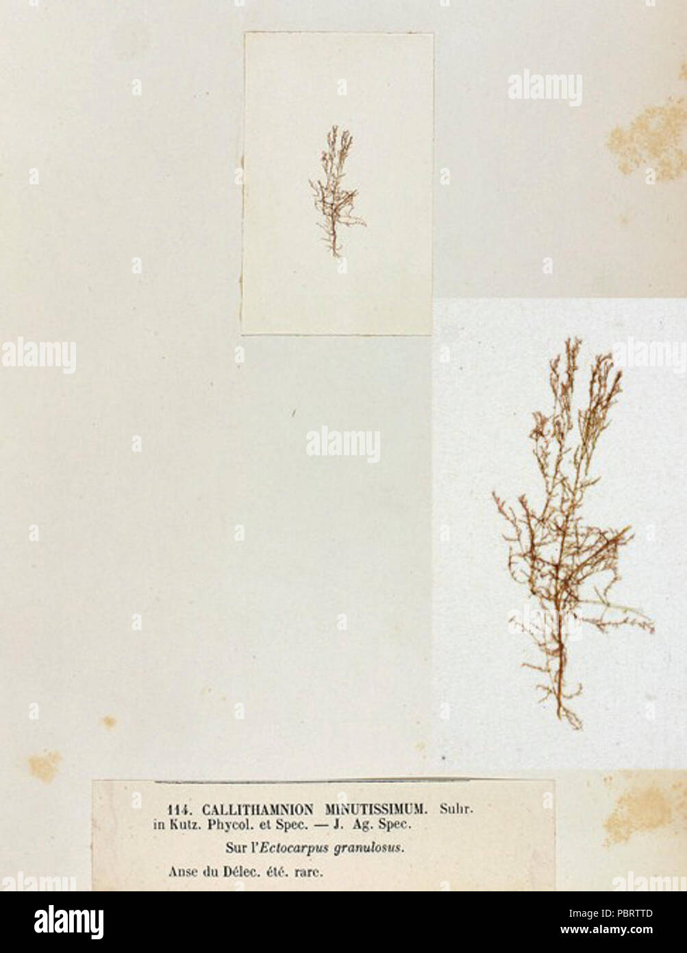 Minutissimum hi-res stock photography and images - Alamy