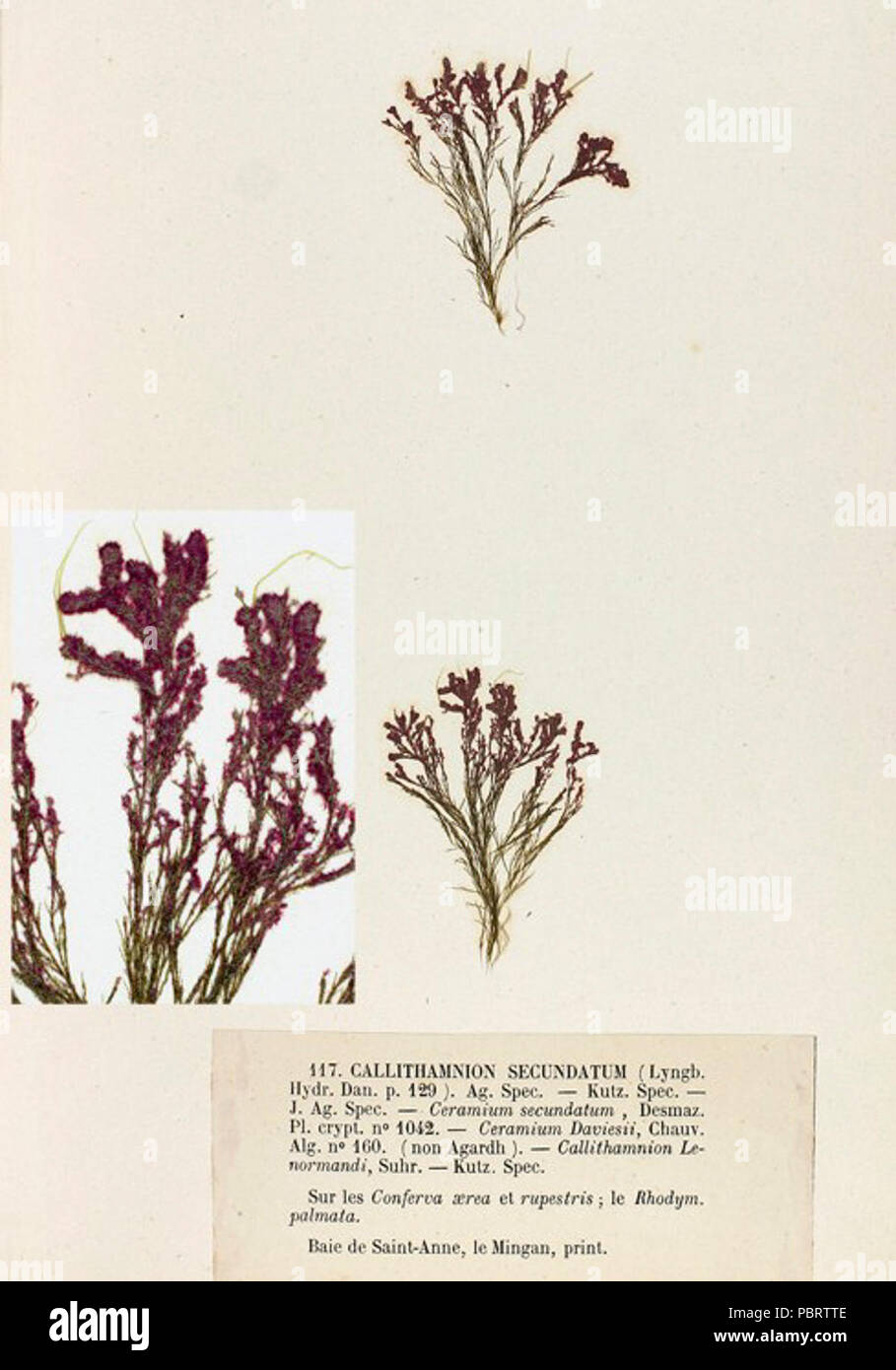 Secundatum hi-res stock photography and images - Alamy