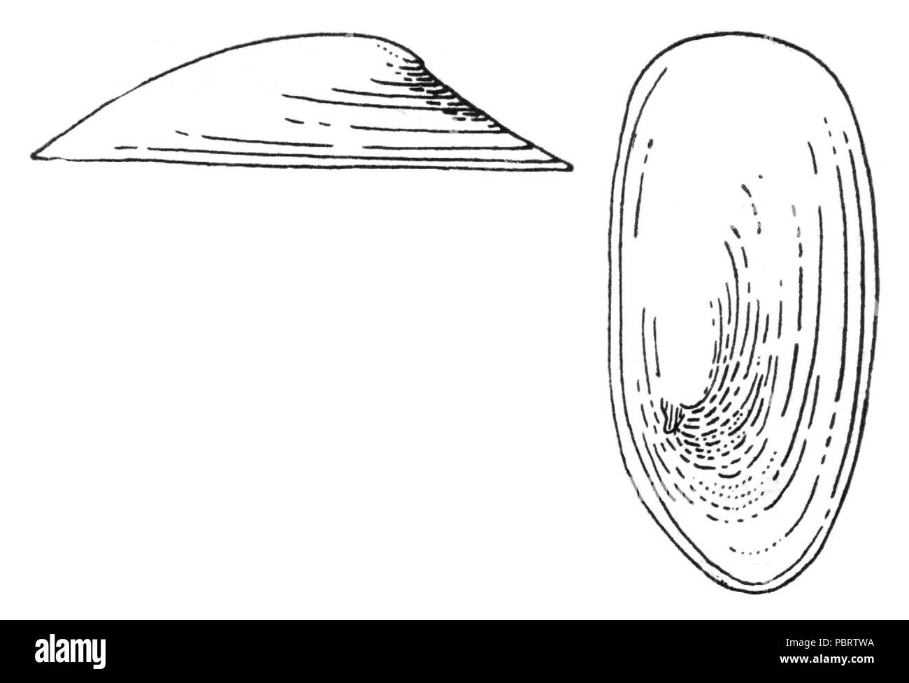 Lacustris Black and White Stock Photos & Images - Alamy