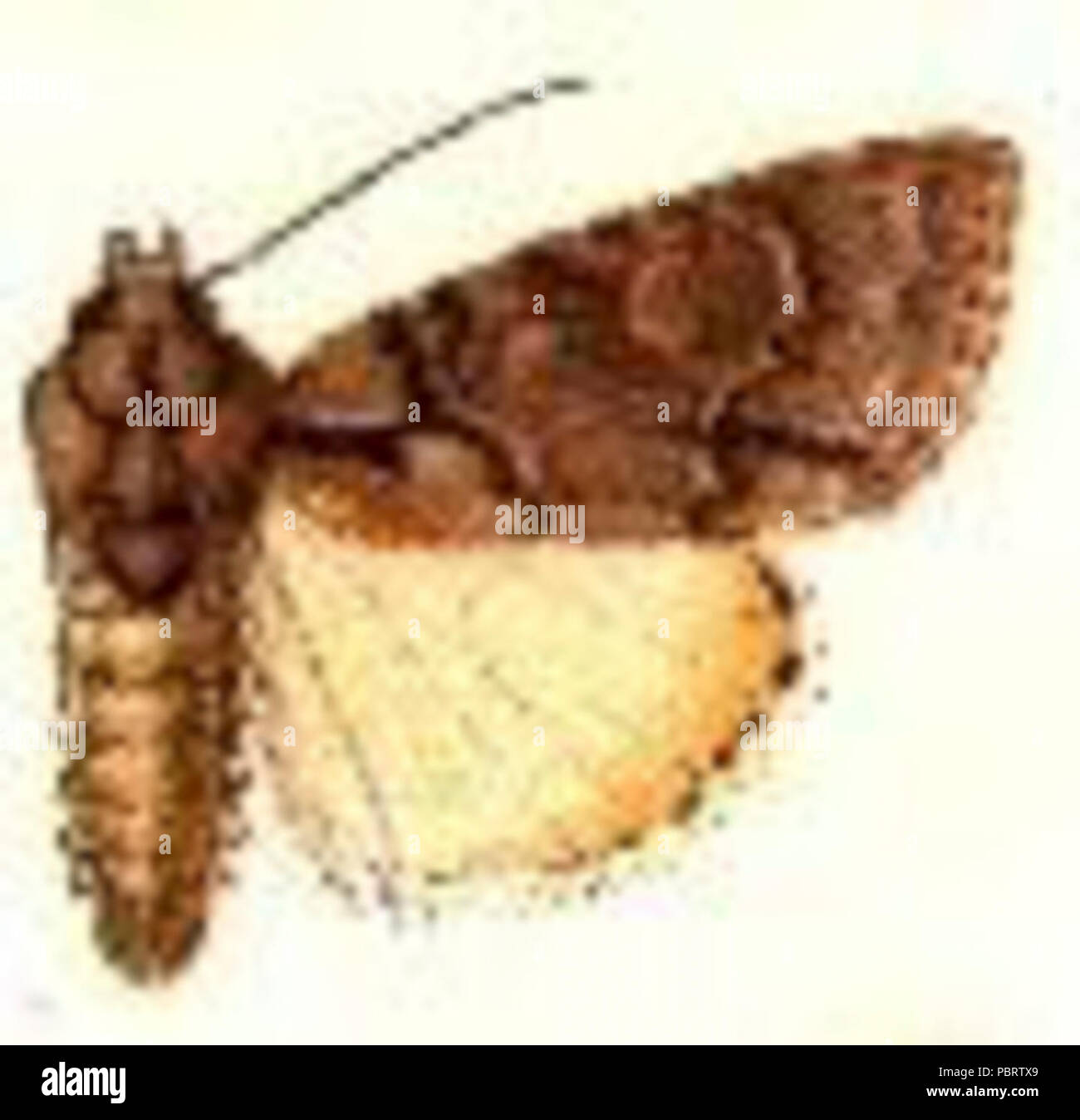 Falcula hi-res stock photography and images - Alamy
