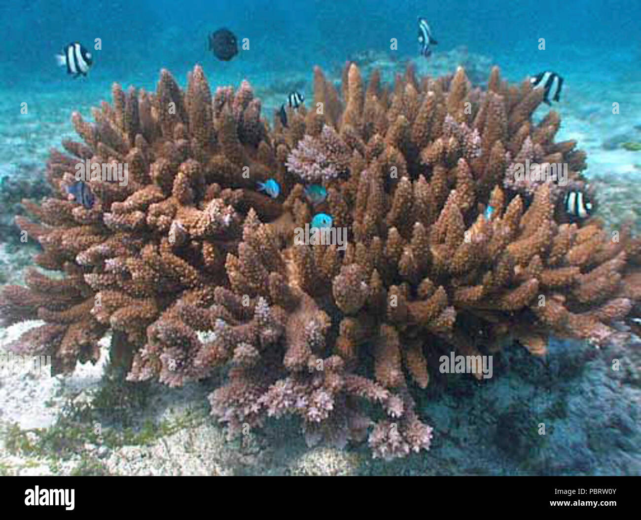 Acropora abrotanoides Samoa A Stock Photo - Alamy