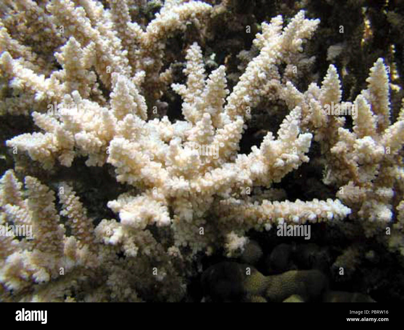 Austera hi-res stock photography and images - Alamy