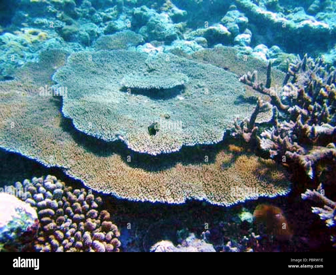 Cytherea hi-res stock photography and images - Alamy