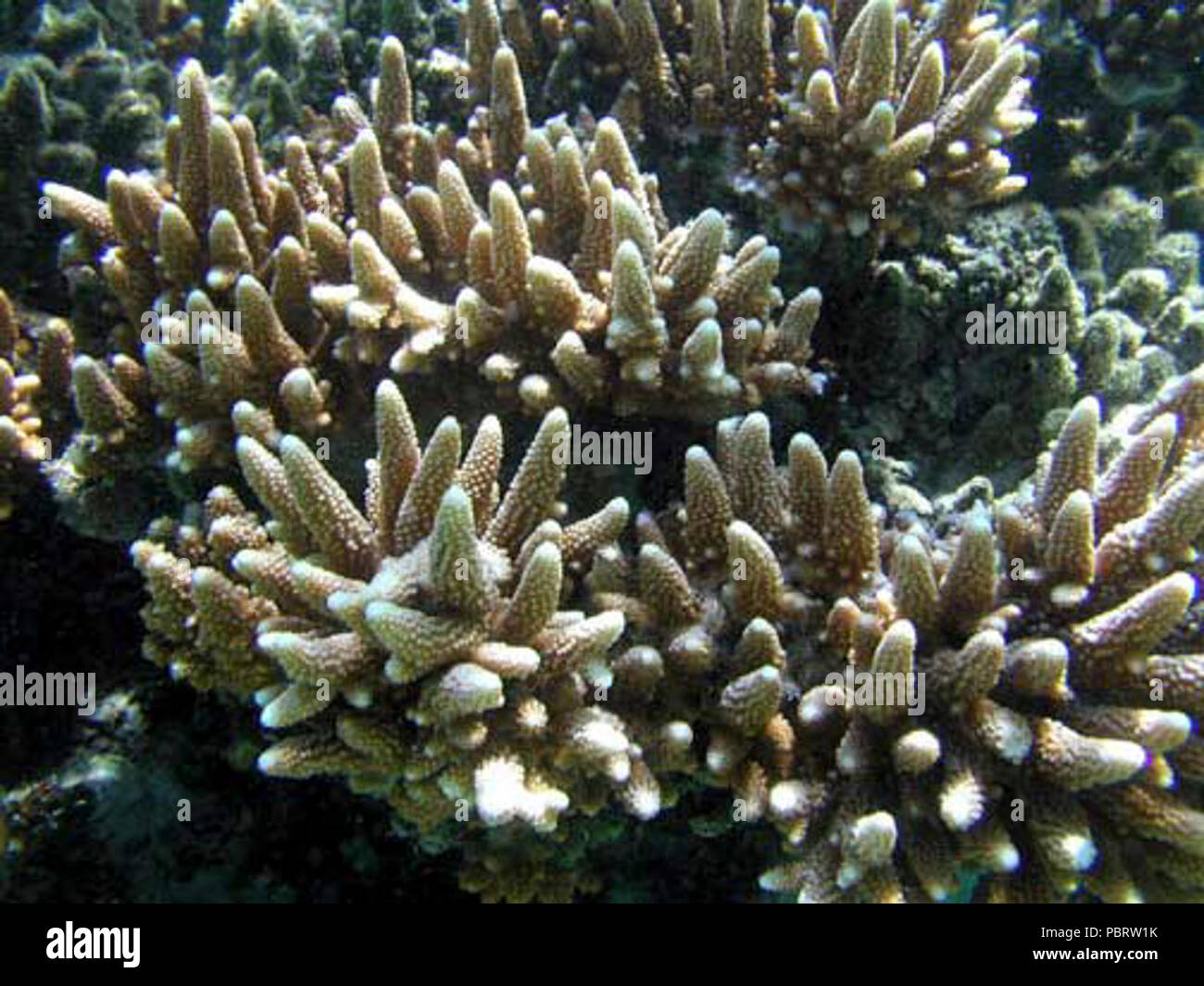 Acropora gemmifera hi-res stock photography and images - Alamy