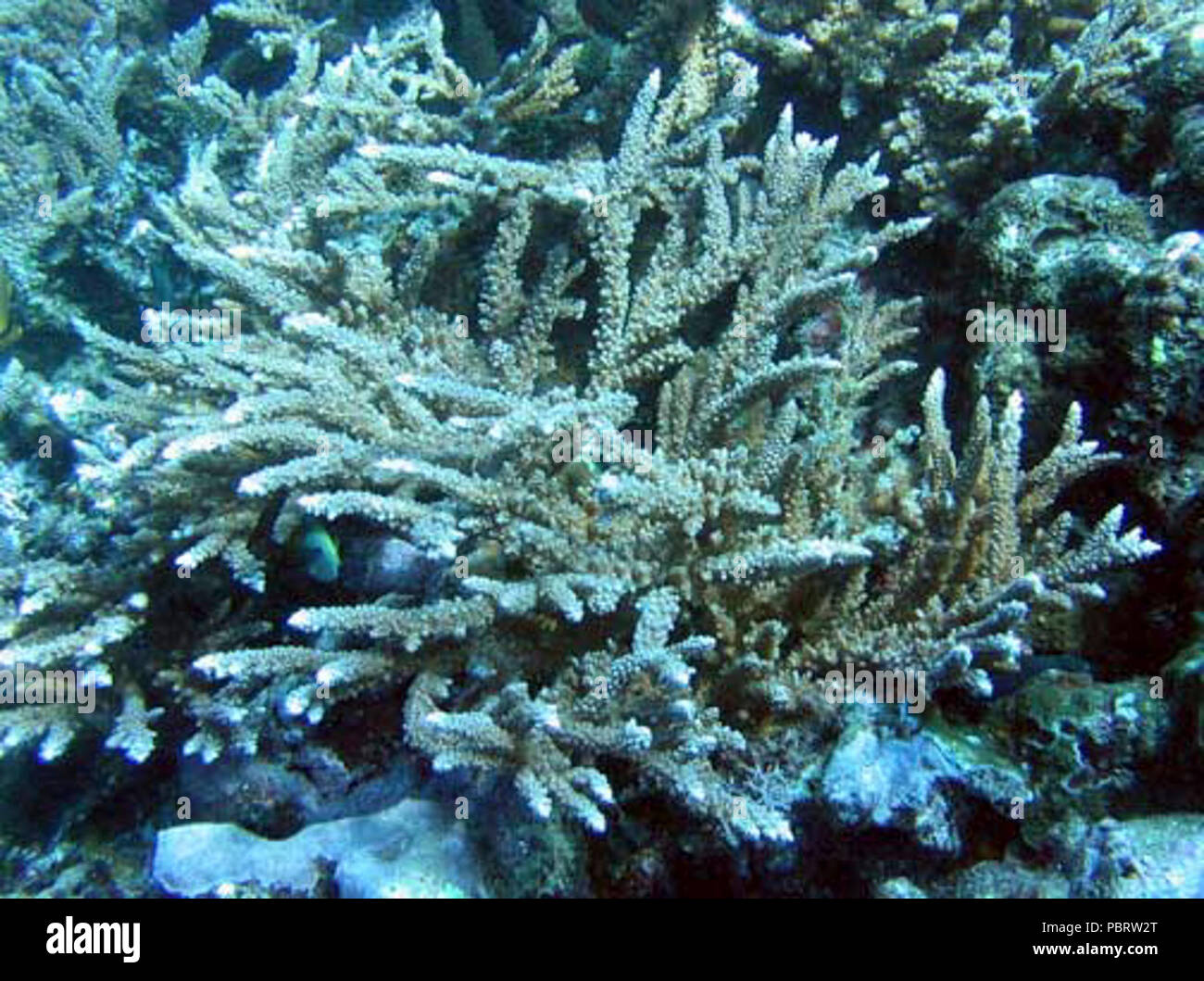 Acropora robusta (nobilis) 2 Stock Photo - Alamy