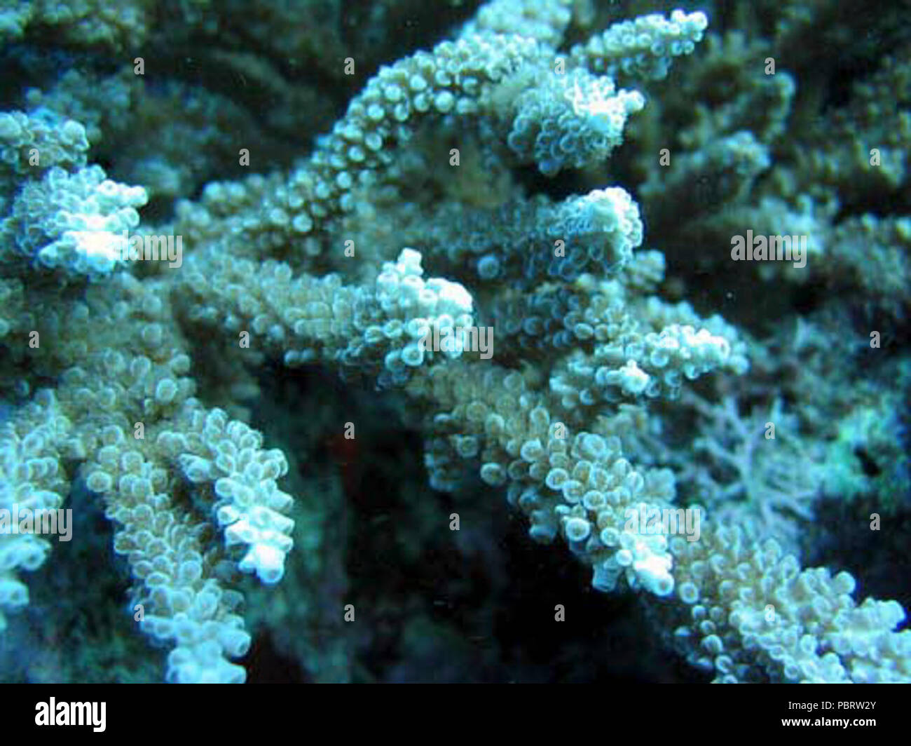 Acropora robusta Samoa Stock Photo - Alamy
