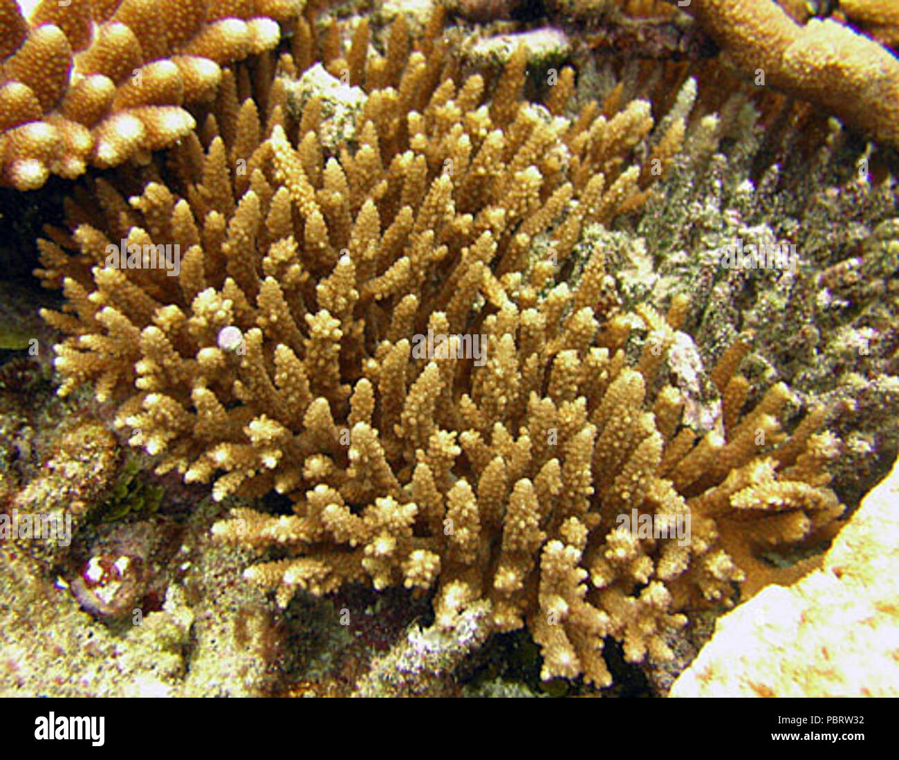 Acropora secale Samoa Stock Photo - Alamy