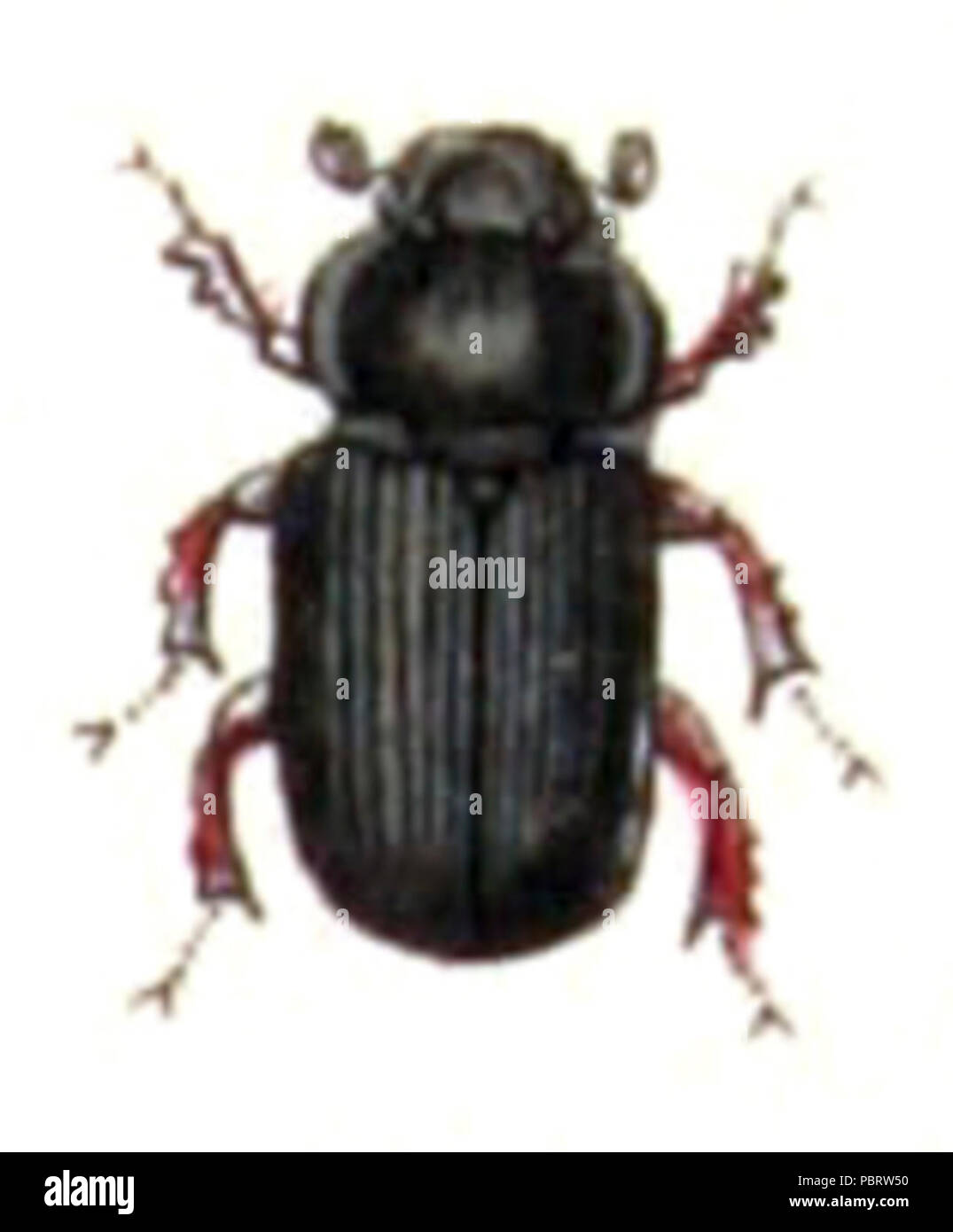 Acrossus rufipes hi-res stock photography and images - Alamy