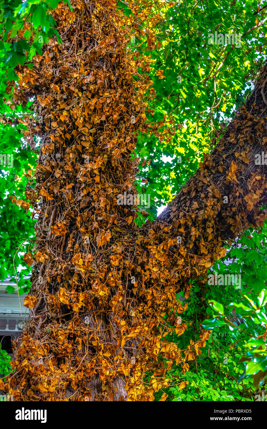 Thick woody vines hi-res stock photography and images - Alamy