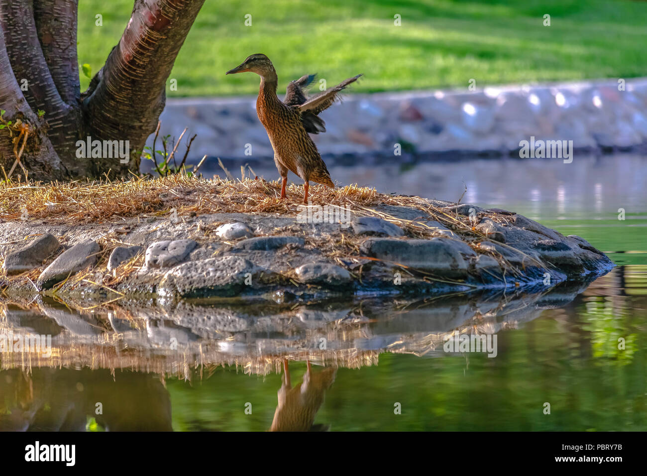 Bird fanning wings hi-res stock photography and images - Alamy