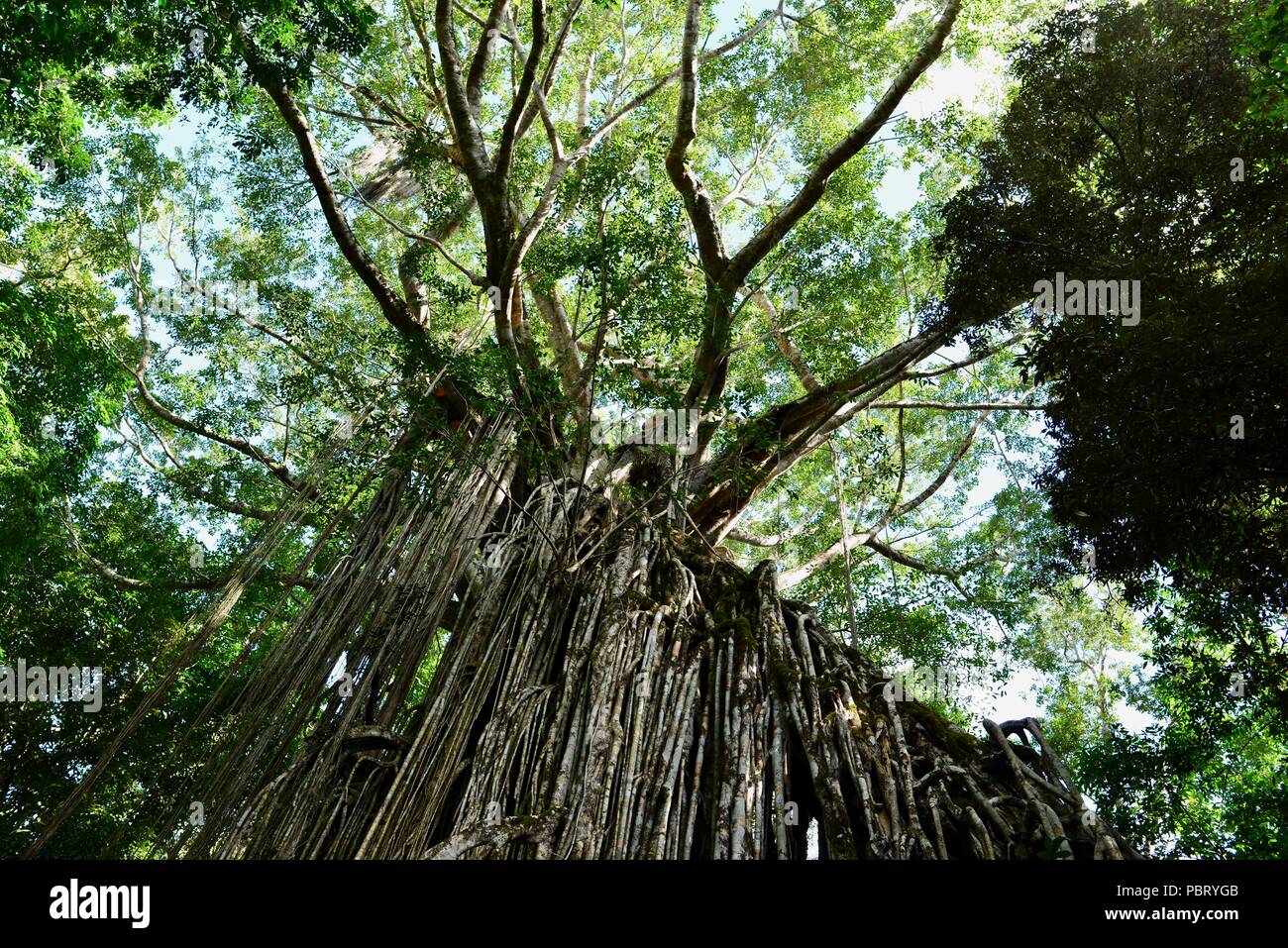 The Curtain Fig tree, curtain fig tree national park, Atherton ...