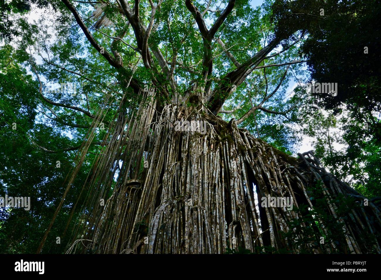 The Curtain Fig tree, curtain fig tree national park, Atherton ...