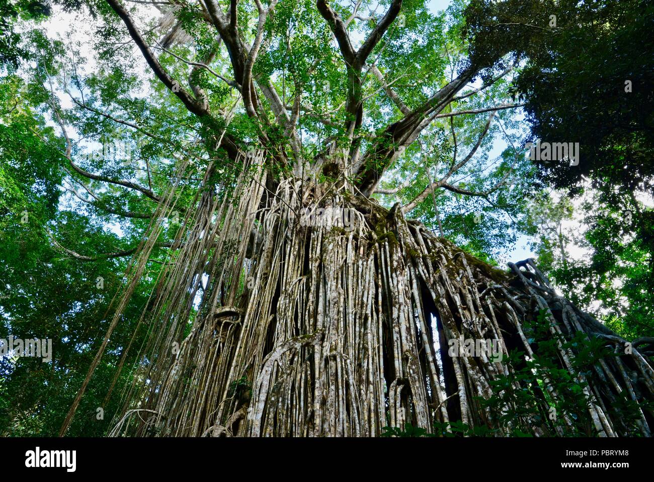 The Curtain Fig tree, curtain fig tree national park, Atherton ...