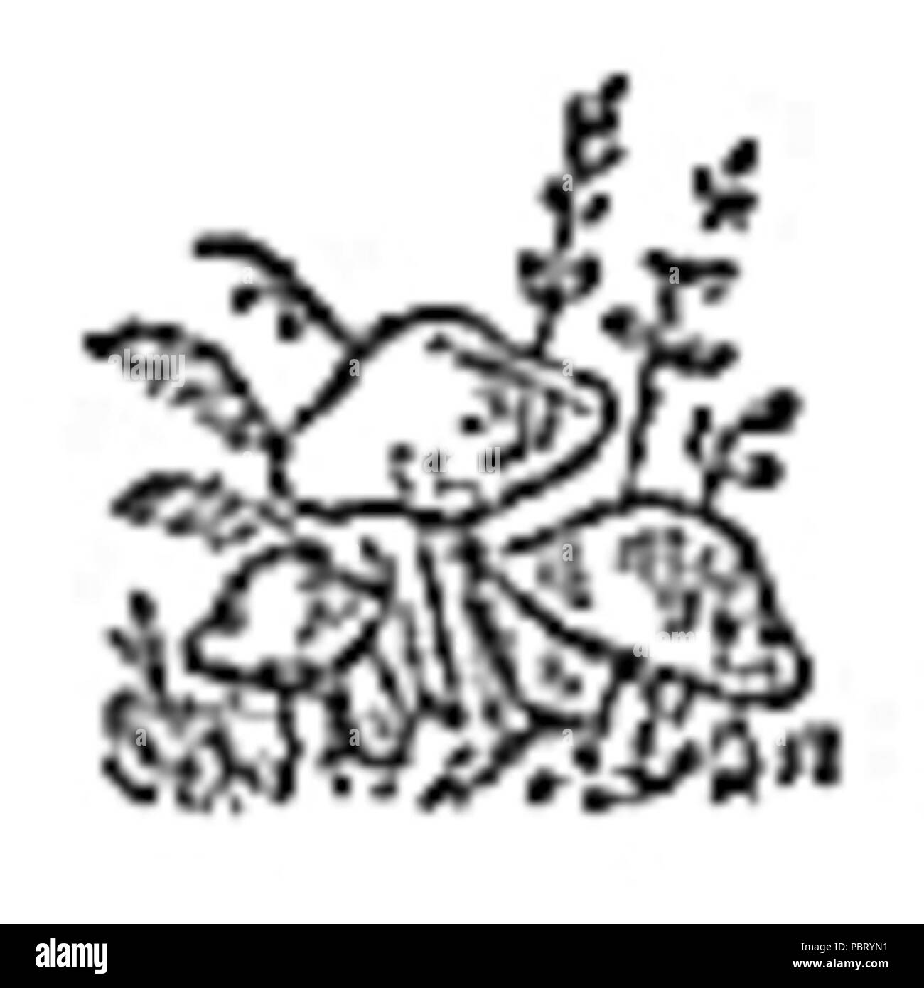 Asnyk hi-res stock photography and images - Alamy