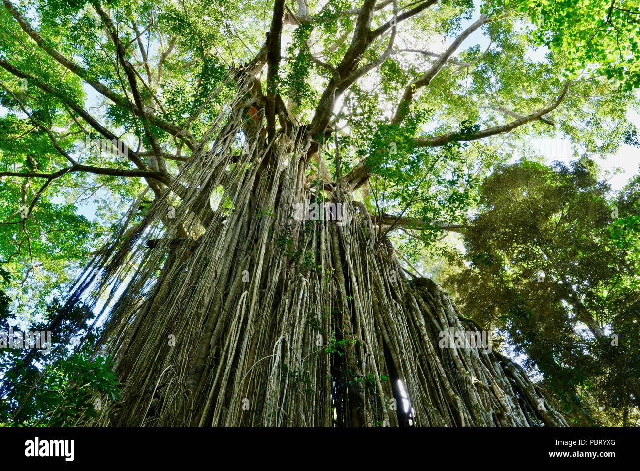 The Curtain Fig tree, curtain fig tree national park, Atherton ...