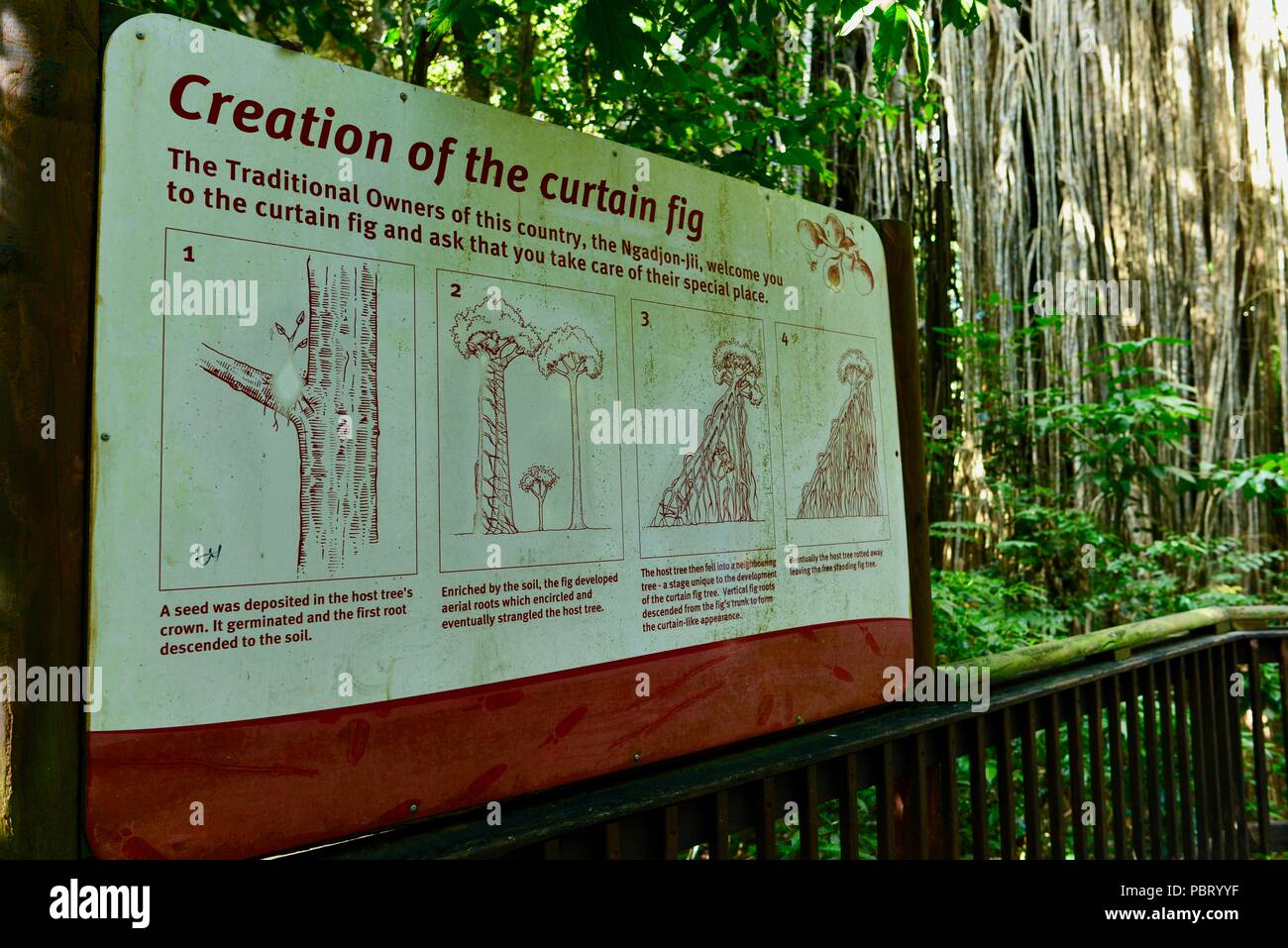 Creation of the Curtain Fig tree sign, curtain fig tree national park ...