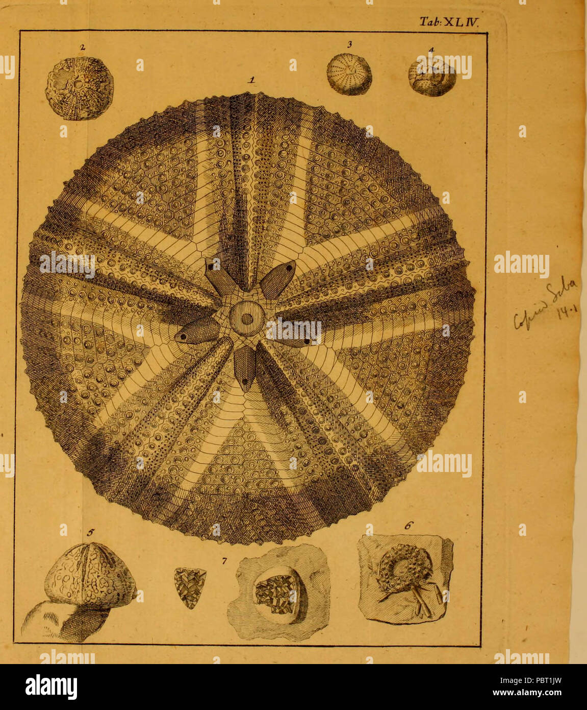Additamenta ad Iacobi Theodori Klein Naturalem dispositionim ...