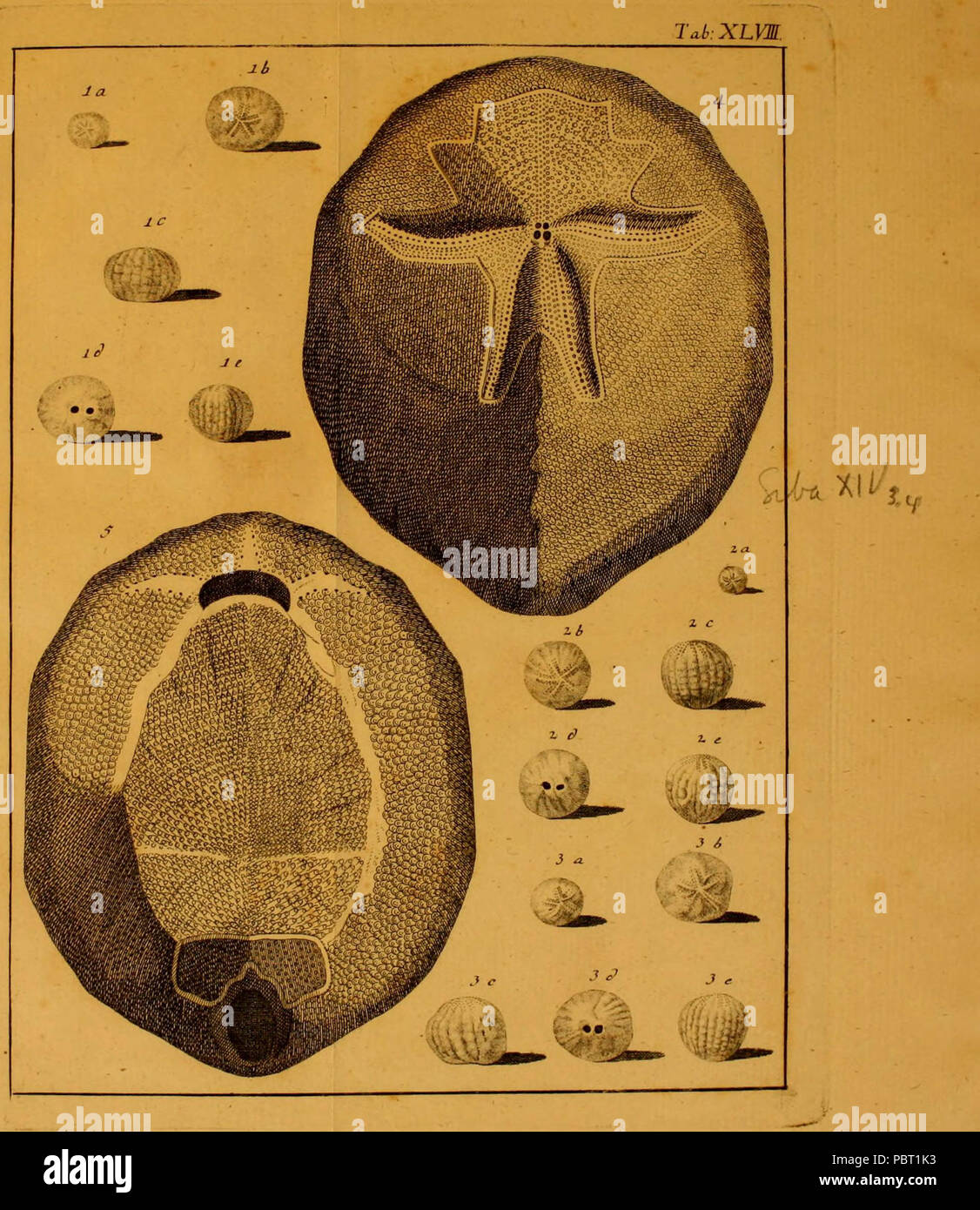 Additamenta ad Iacobi Theodori Klein Naturalem dispositionim ...
