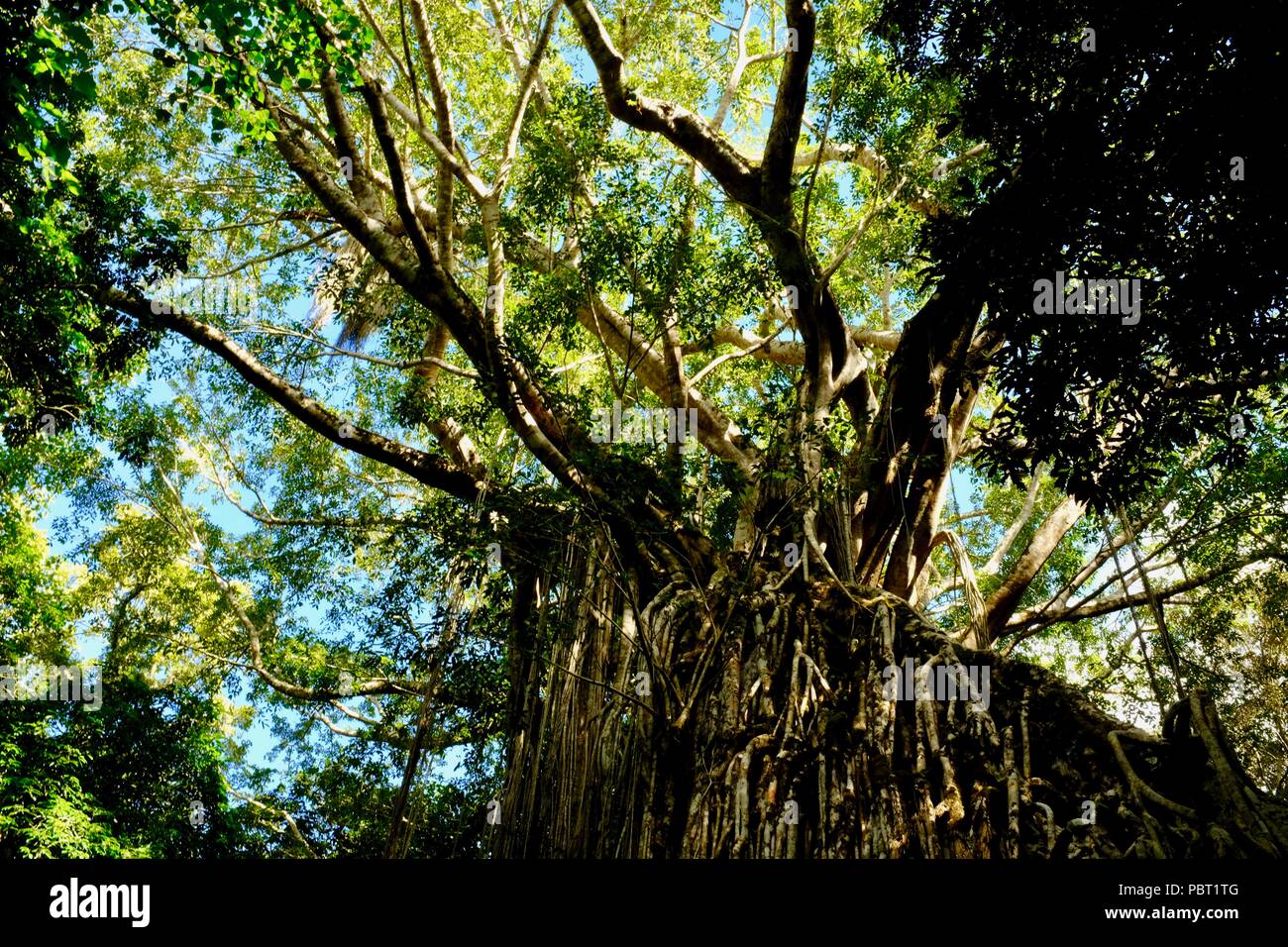 The Curtain Fig tree, curtain fig tree national park, Atherton ...