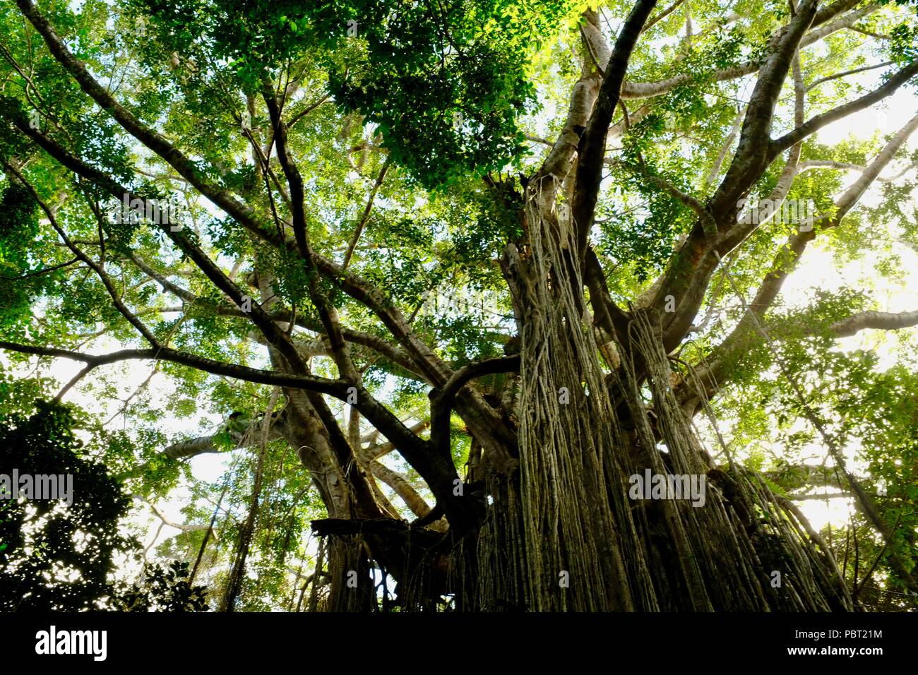 The Curtain Fig tree, curtain fig tree national park, Atherton ...