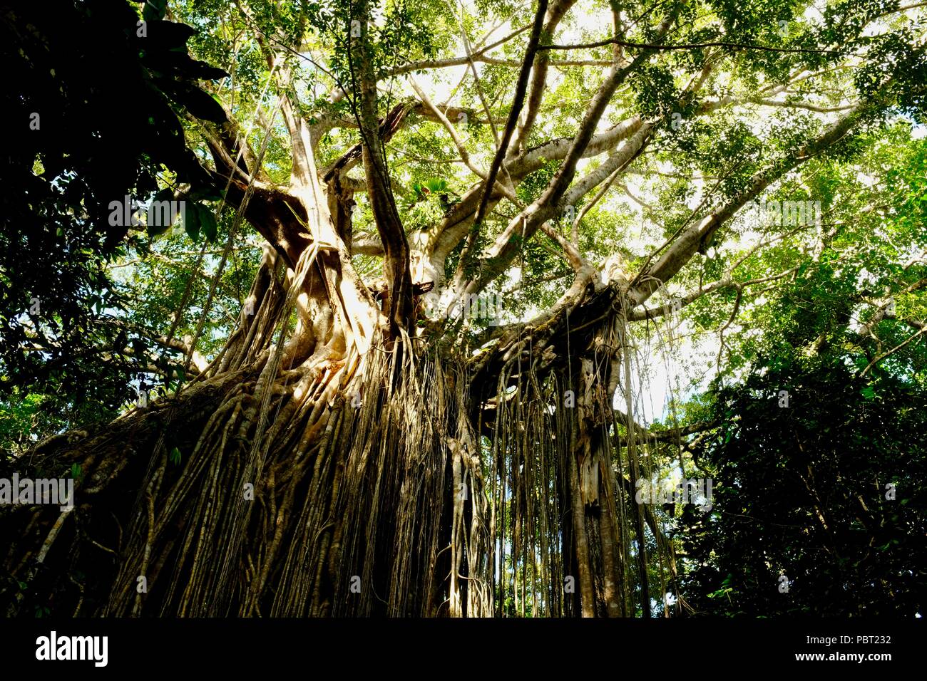 The Curtain Fig tree, curtain fig tree national park, Atherton ...