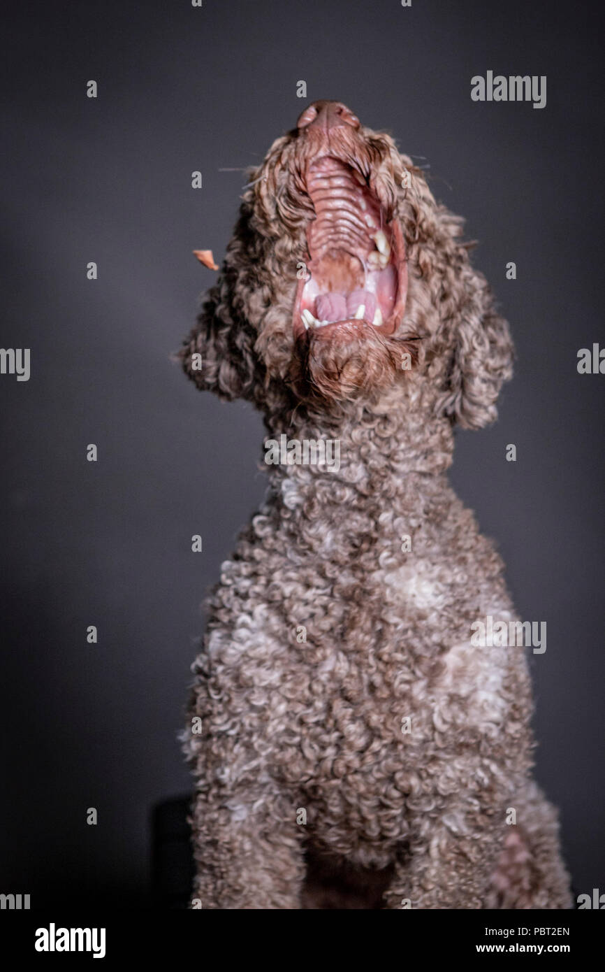 Lagotto romagnolo dog hi-res stock photography and images - Alamy