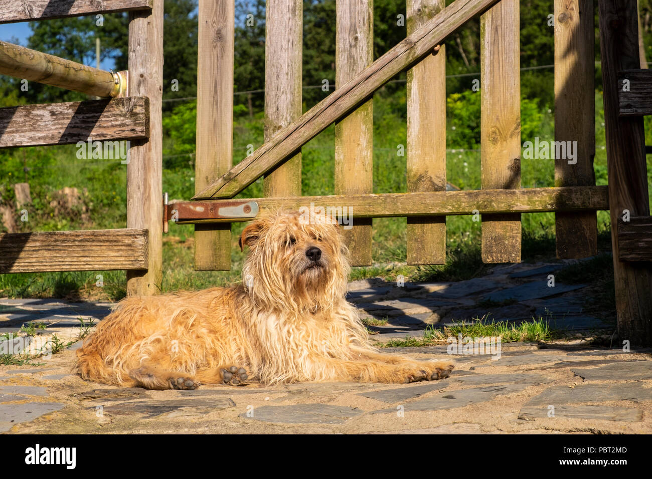 Gold haired hi-res stock photography and images - Alamy