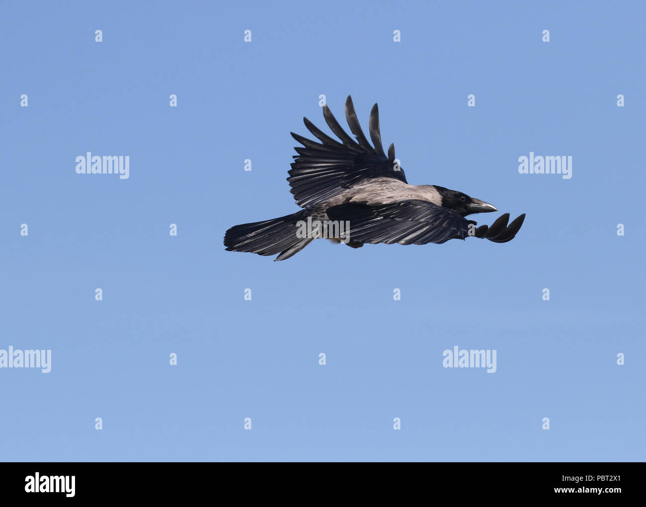 Hooded crow hi-res stock photography and images - Alamy Hooded crow hi-res stock photography and images - Alamy