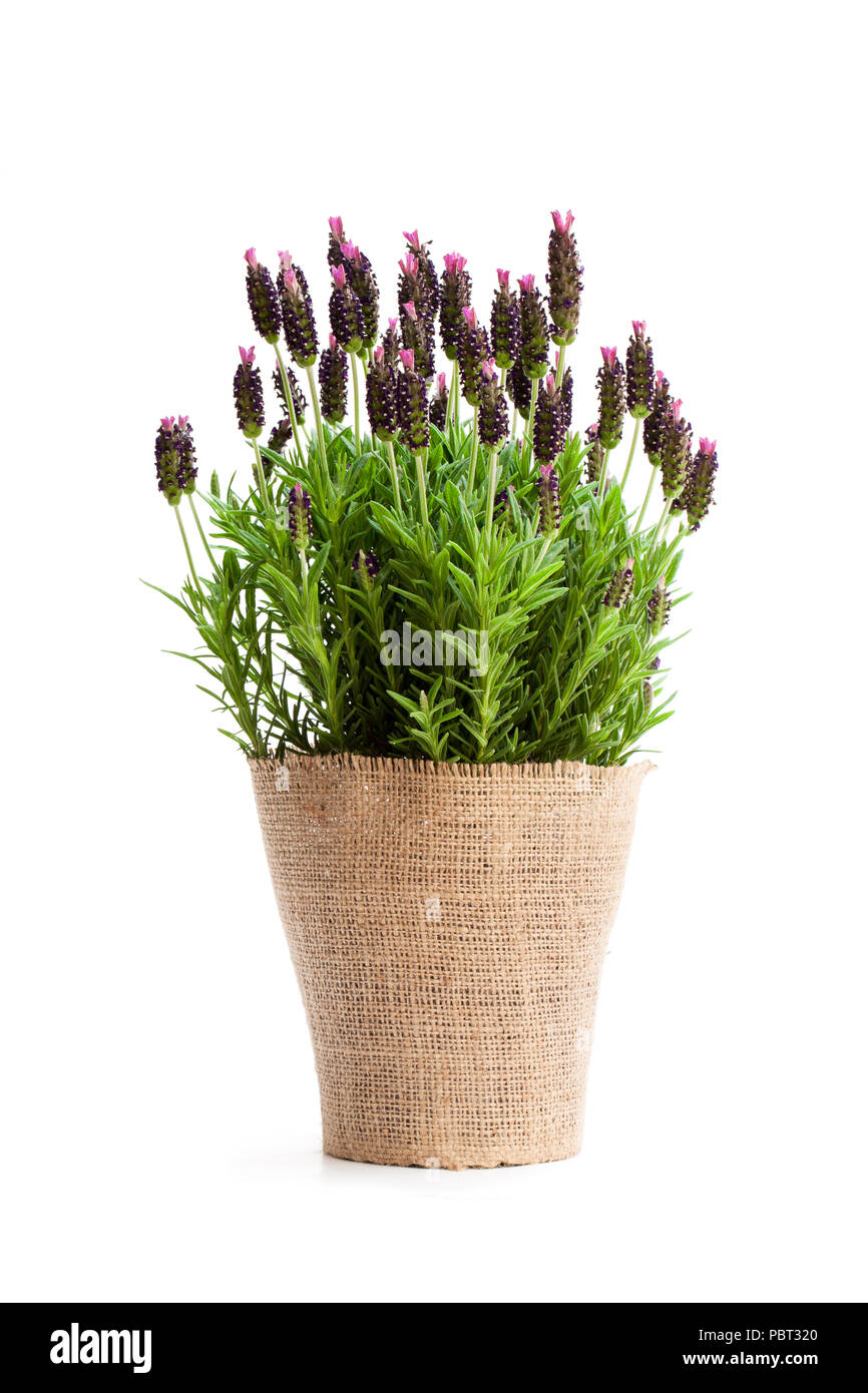 Lavender bush in flower pot isolated on white Stock Photo - Alamy