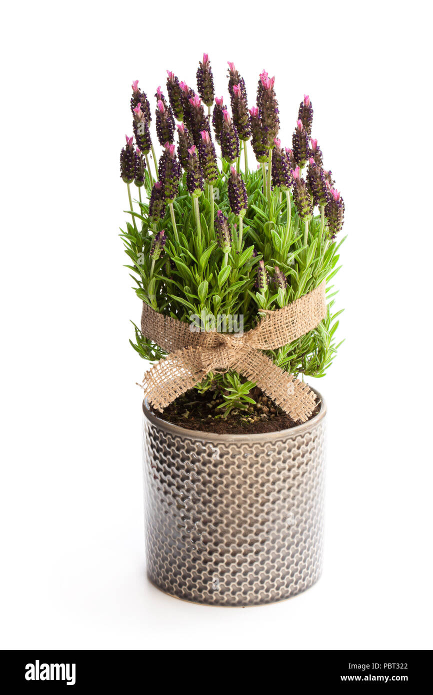 Lavender bush in flower pot isolated on white Stock Photo - Alamy