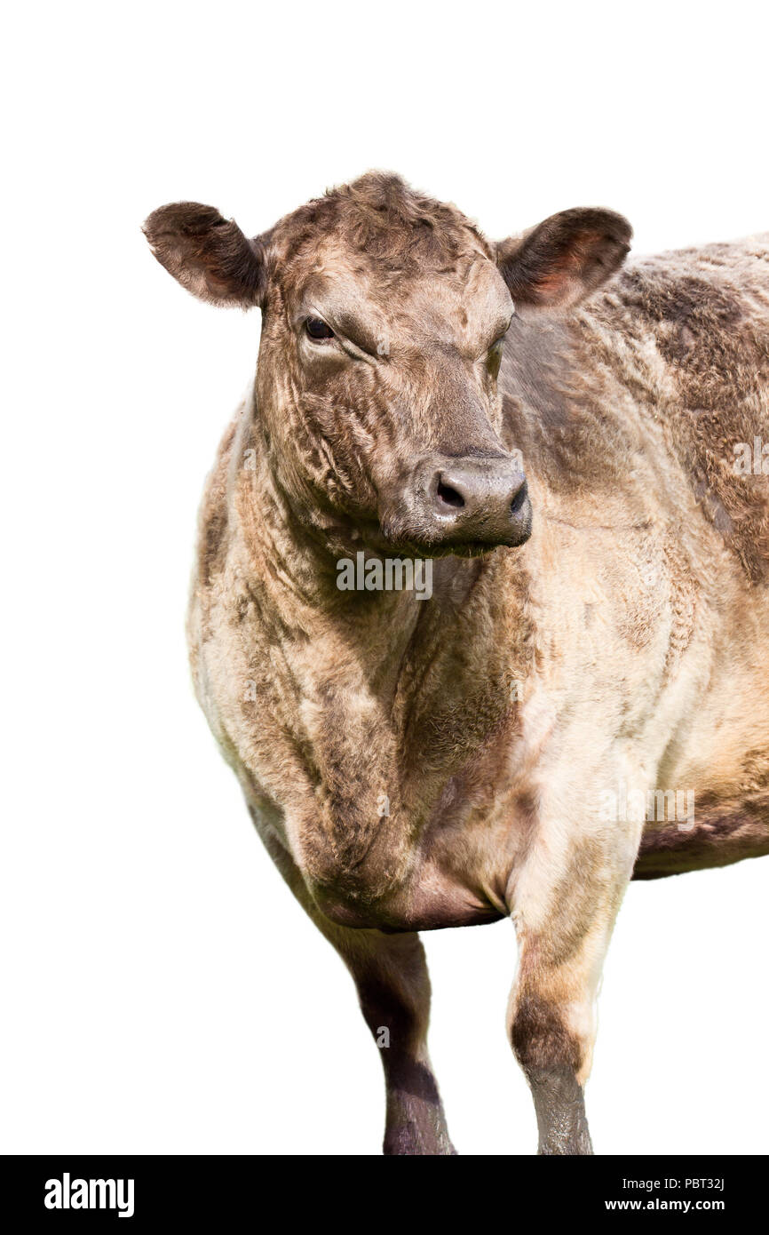 Brown cow isolated on white Stock Photo - Alamy