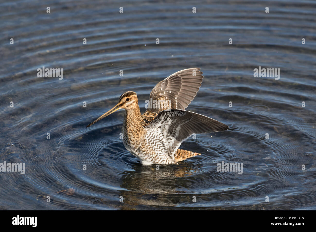 Common snipe feeding and preening Stock Photo - Alamy