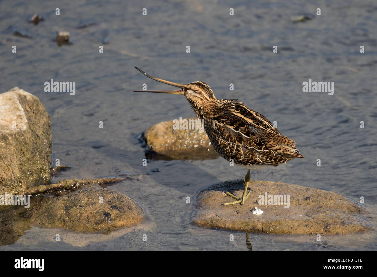 Common snipe feeding and preening Stock Photo - Alamy