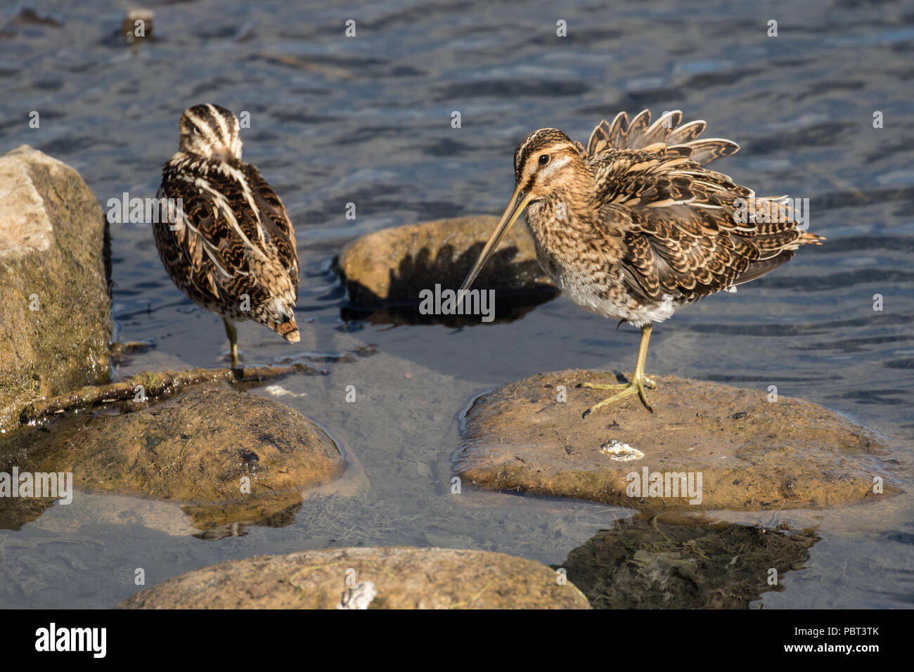 Common snipe feeding and preening Stock Photo - Alamy
