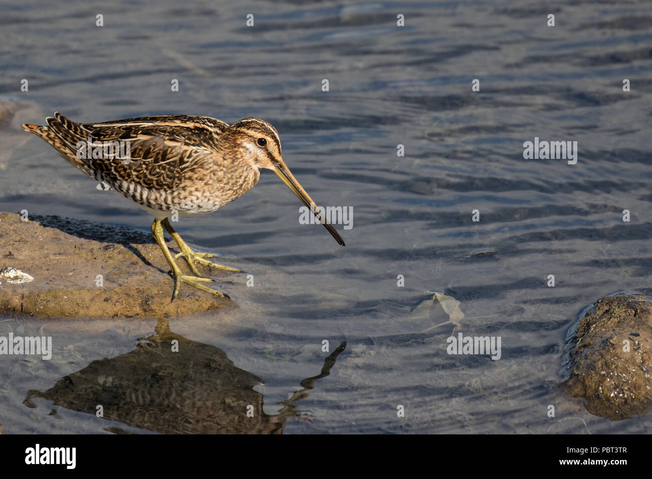 Common snipe feeding and preening Stock Photo - Alamy