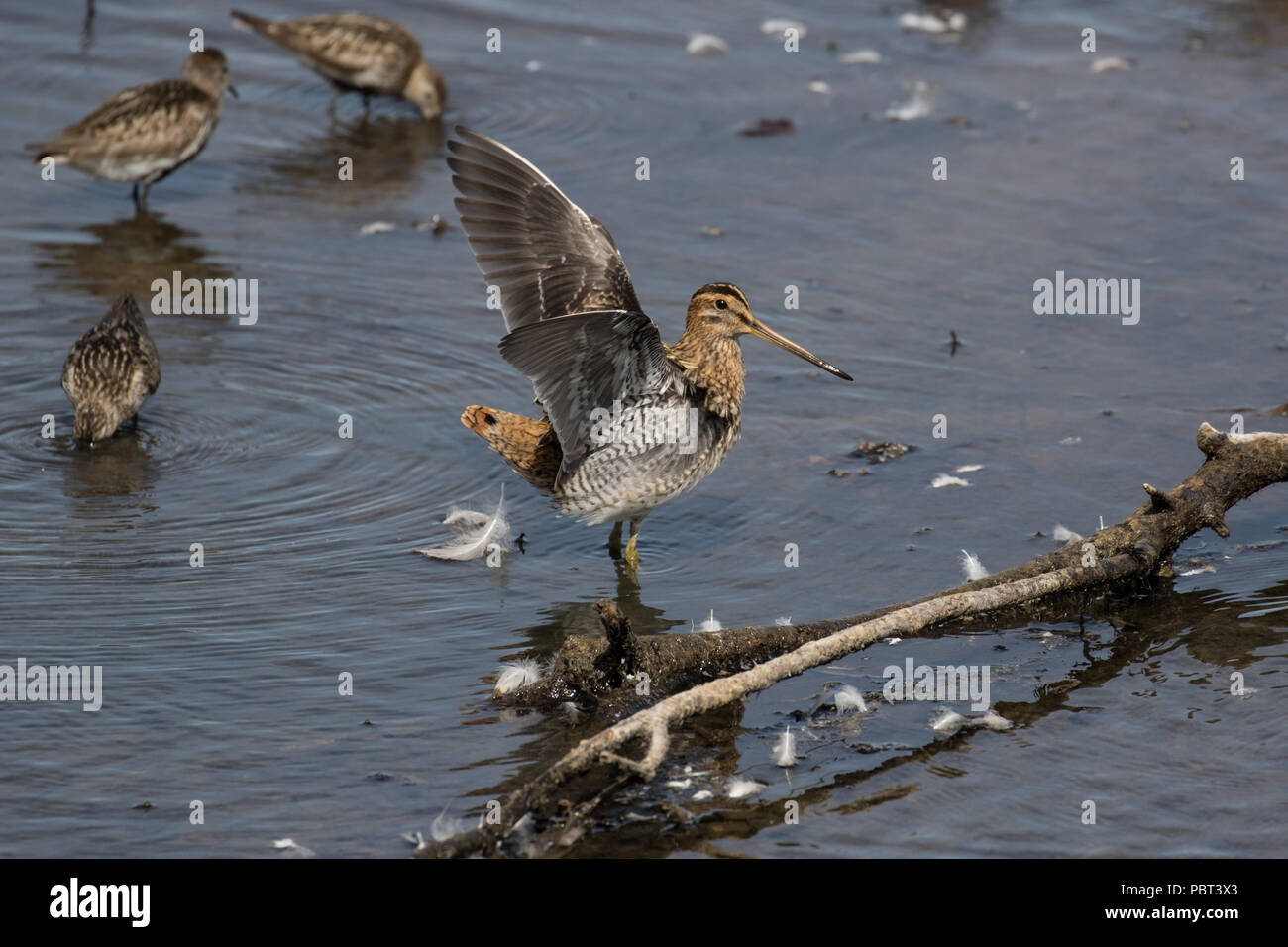 Common snipe feeding and preening Stock Photo - Alamy