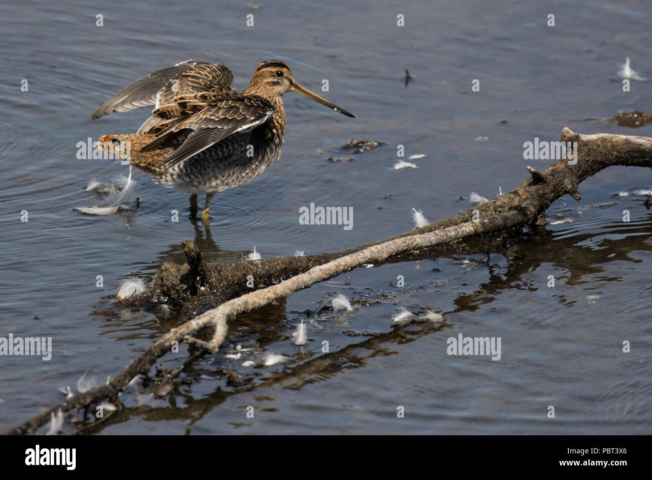Common snipe feeding hi-res stock photography and images - Alamy