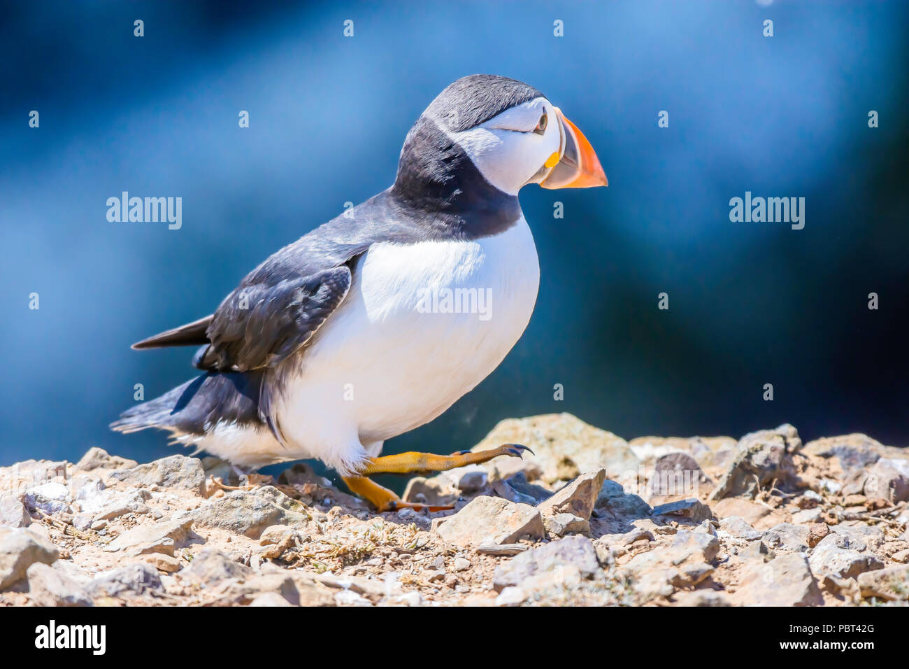 Atlantic puffin, Fratercula arctica, walking on cliff edge with one leg ...